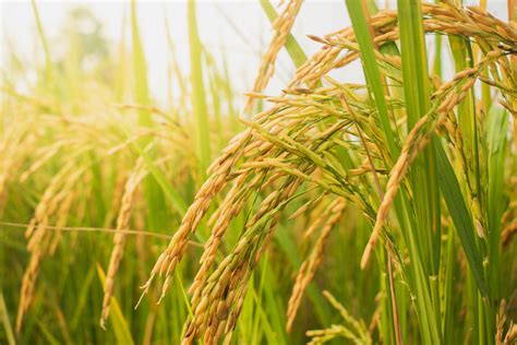 Gene Edited Japonica Rice Shows Improved Grain Size And Heat Resilience Crop Biotech Update