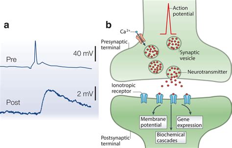 Presynaptic Membrane Function