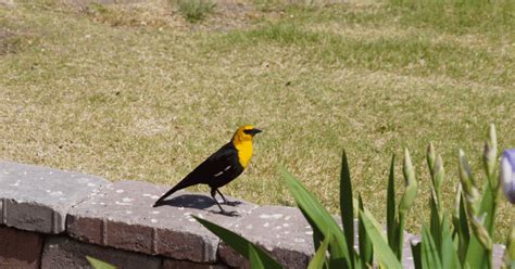 10 Yellow Birds That Might Just Steal Your Heart