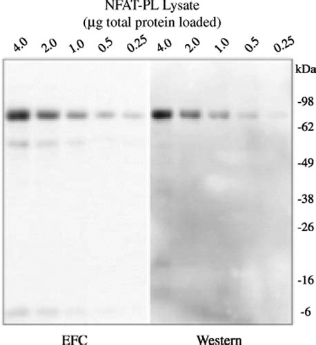 Full Article Antibody Free Method For Protein Detection On Blots Using Enzyme Fragment