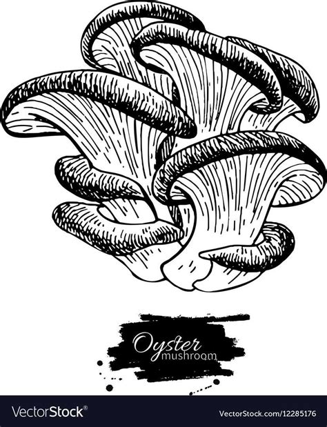 An Insight Into The Structure Of Oyster Mushrooms