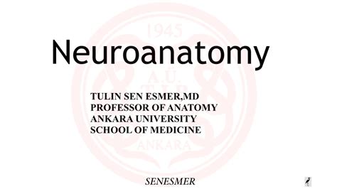 Brachial Plexus • Ventral Rami Of L1 L5 Lumbar Plexus • Ventral Rami Of L4 S4 Sacral Plexus