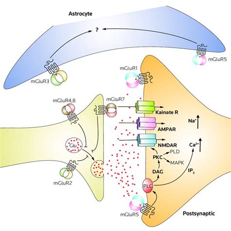 Representative Structures Of Acetylene Containing Mglur5 Inhibitors