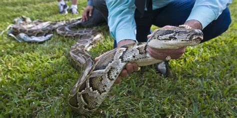 Is Burmese Python Meat Edible