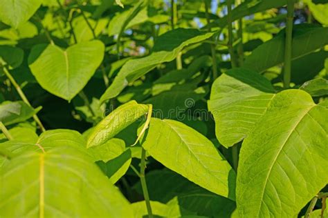 Sakhalin Knotweed Fallopia Sachalinensis In A Close Up Stock Image Image Of Large Nature