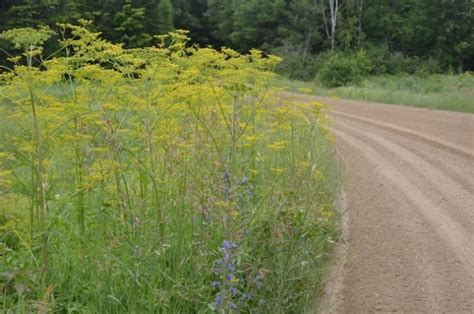 Wild Parsnip Burns Worse Than Poison Ivy Hg