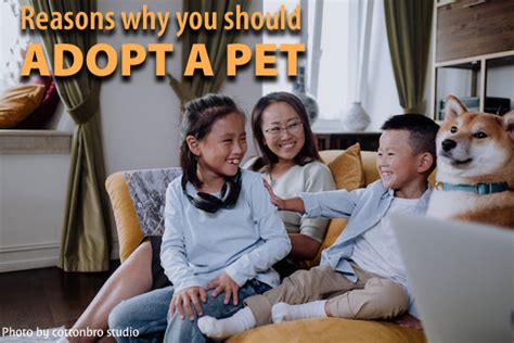 4 reasons to consider adopting a pet
