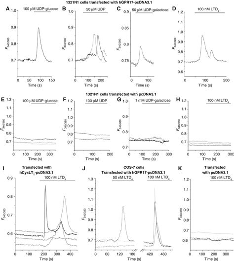 single cell calcium imaging in cells expressing hgpr17 each trace