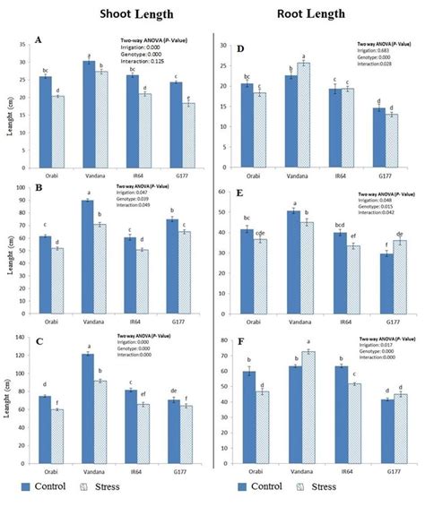 Changes In Shoot Root Lengths Of All Genotypes At Different Growth Download Scientific Diagram