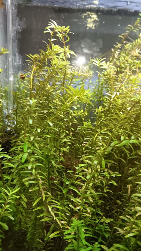 Fsft Laurel Md 5 Java Moss Rotala Species Guppy Grass R