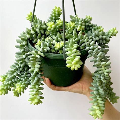20 Loại Sen đá đẹp Nhất được Giới Trẻ ưa Chuộng