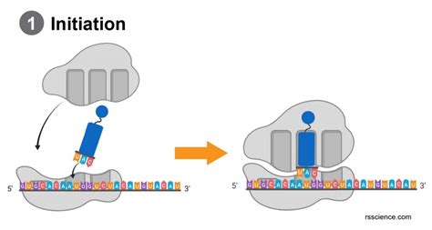 Ribosome Protein Factory Definition Function Structure And Biology