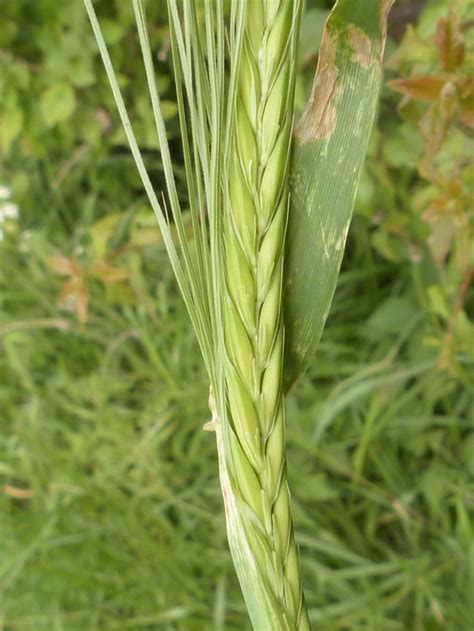 Two Rowed Barley Naturespot