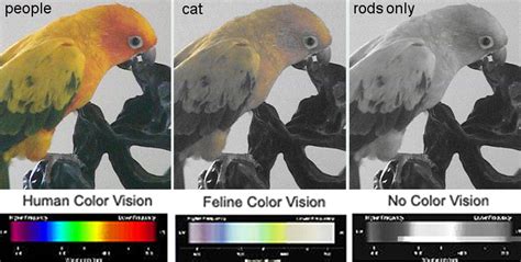 How Cats See Colours