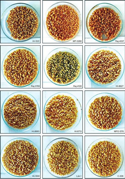 Grains Of Bread Durum And Local Wheat Varieties Download Scientific Diagram
