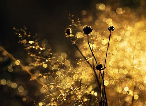 Golden Autumn by Joni Niemelä, via 500px | Photography illustration, Beautiful world, Bokeh ...