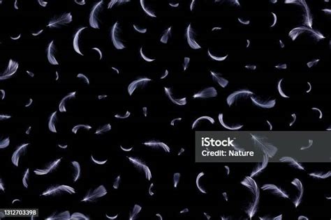 깃털이 떨어지는 패턴 벽지에 대한 검은 배경에 떨어지는 자연 추상 적 새 깃털 텍스처 클로즈업 블랙으로 고립된 화려하고 통풍이 좋은 예술 이미지 공중에 대한 스톡 사진 및