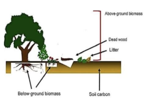 Advancements In Carbon Sequestration Estimation Using Remote Sensing Ibm Developer
