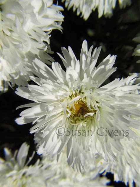 Wild Shasta Daisy Print Shasta Daisy Photo Hand Signed Daisy Art Wild Flower Daisy White Daisy