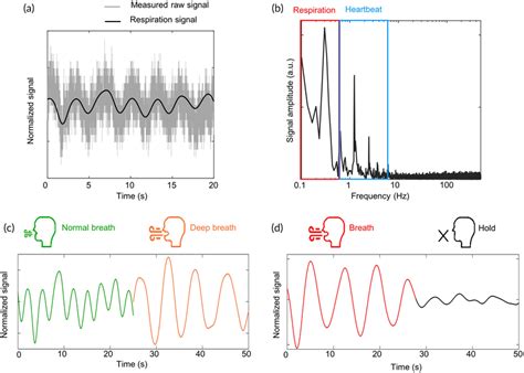 Respiration Signal Extraction Results A The Raw Cardiopulmonary Data Download Scientific