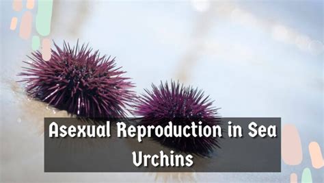 Do Sea Urchins Reproduce Sexually Or Asexually