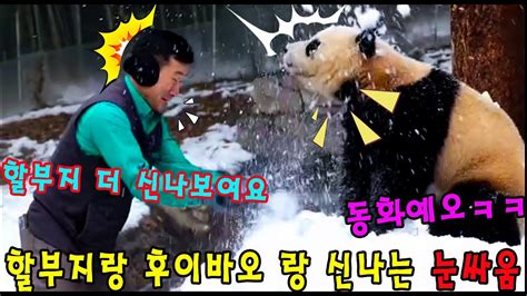 💥세상에나💥강바오 할부지 와 후이바오 가 눈밭 한가운데서 치열한 눈싸움 벌였어요😱ㅋㅋ ️후이바오 가 조용히 할부지 에게 복수해 기회를 기다리고 있어요 Youtube