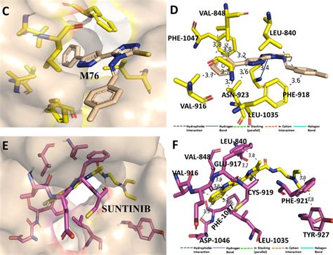 A Molecular Docking Generated Binding Orientations Of Standard Download Scientific Diagram