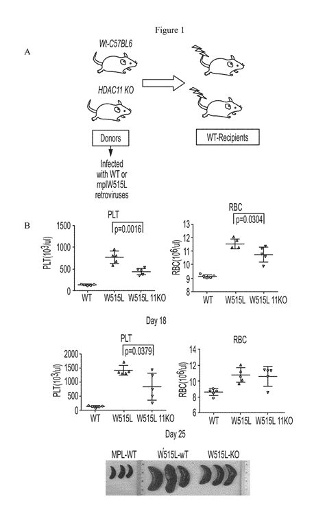 Methods Using Hdac11 Inhibitors Eureka Patsnap