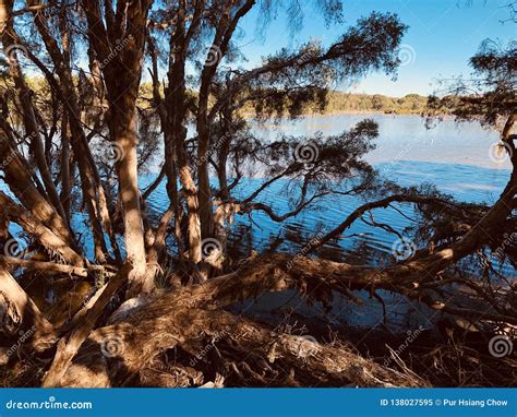 Tree Next To Lake Stock Image Image Of Lake Multi