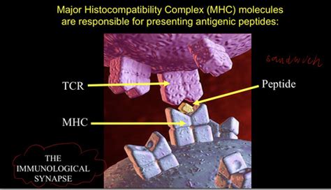 Antigen Presentation Flashcards Quizlet