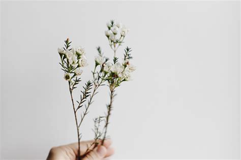 흰색 배경에 최소한의 꽃다발을 들고 손을 닫습니다 아름다운 신선한 마누카 꽃 스타일리시한 미니멀 플로럴 어레인지 무디이미지 계절에 대한 스톡 사진 및 기타 이미지 Istock