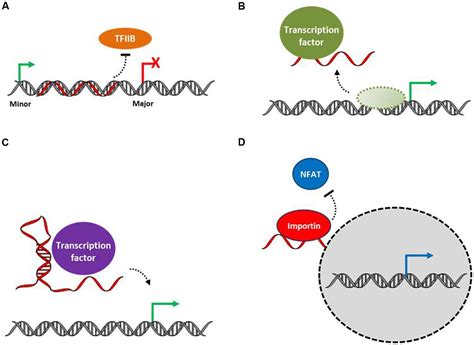 Frontiers The Role Of Long Non Coding Rnas In Genome Formatting And Expression