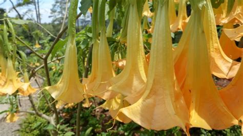 Stunning Yellow Flowering Trees For Your Yard