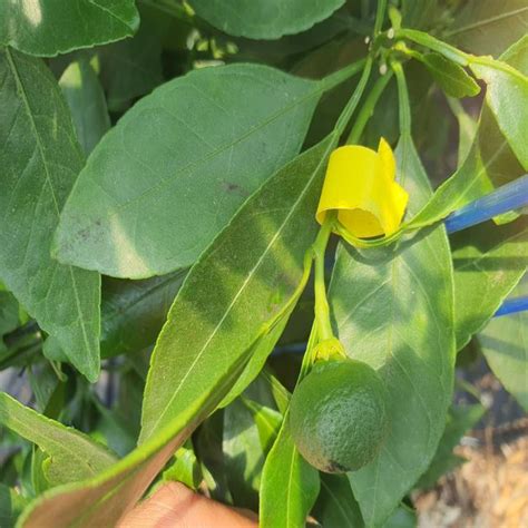 Citrus Detecting Object Detection Dataset By Citrus Detecting