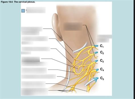 The Cervical Plexus Spinal Nerves Branches Teachmeanatomy 50 Off