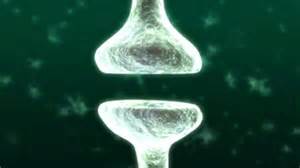 The Structure And Function Of The Nervous System Coordination And Control The Nervous System