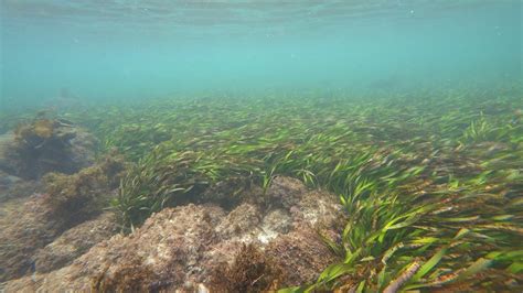 The Importance Of Seagrass Why We Should Conserve This Marine Habitat