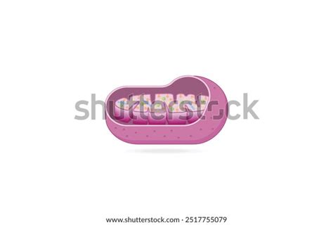 Mitochondria Structure Anatomy Mitochondrion Atp Synthase Stock Vector Royalty Free 2517755079