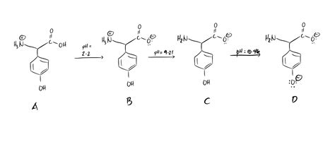 Solved Calculate The Isoelectric Point Of Tyrosine Using The Pka