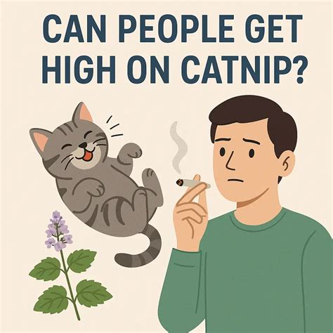 Catnip For Humans The Surprising Truth About What Happens When People