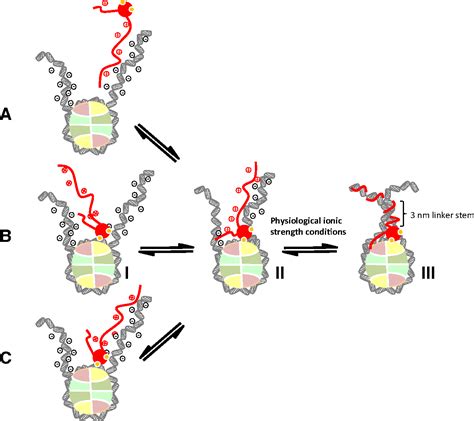 Figure 6 From Interaction Of Chromatin With A Histone H1 Containing