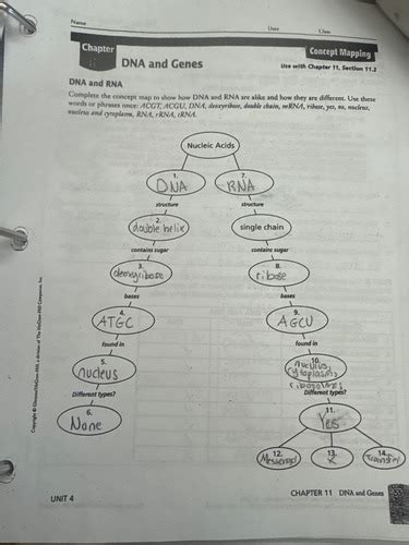 Dna Vs Rna Flashcards Quizlet