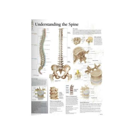 Buy Understanding The Spine Chart Laminated Wall Chart Online At Desertcart Kuwait Buy Understanding The Spine Chart Laminated Wall Chart Online At Desertcart Kuwait