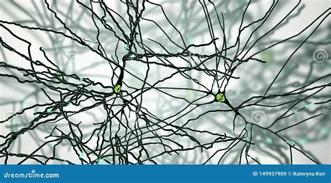 Pyramidal Neurons Human Brain Cells Stock Illustration Illustration