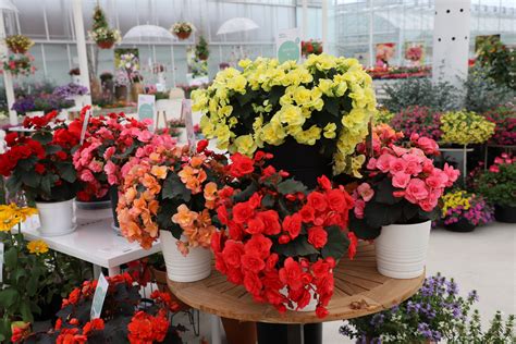 Begonia Elatior Solenia® Benary