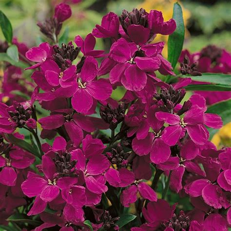 Wallflower Ruby Gem Kings Seeds Direct
