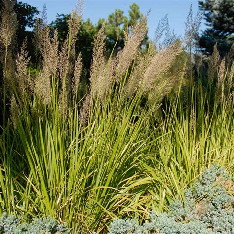 Korean Feather Reed Grass