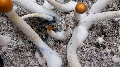 Hongos Alucinógenos Con Propiedades Médicas