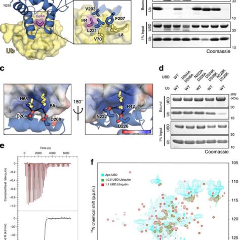 The S2 Ubiquitin Binding Site Controls Preference For K63 Linked Chain