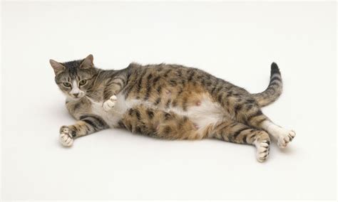 Should You Spay A Pregnant Cat
